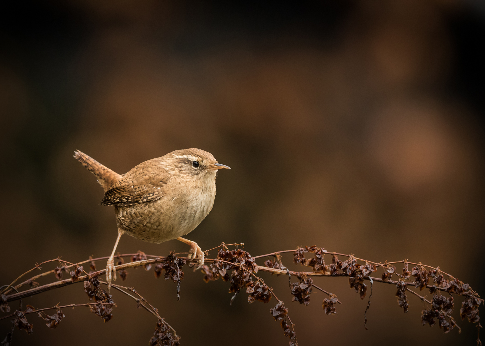 The Wren – Steve Proctor – MPAGB, BPE5, PPSA