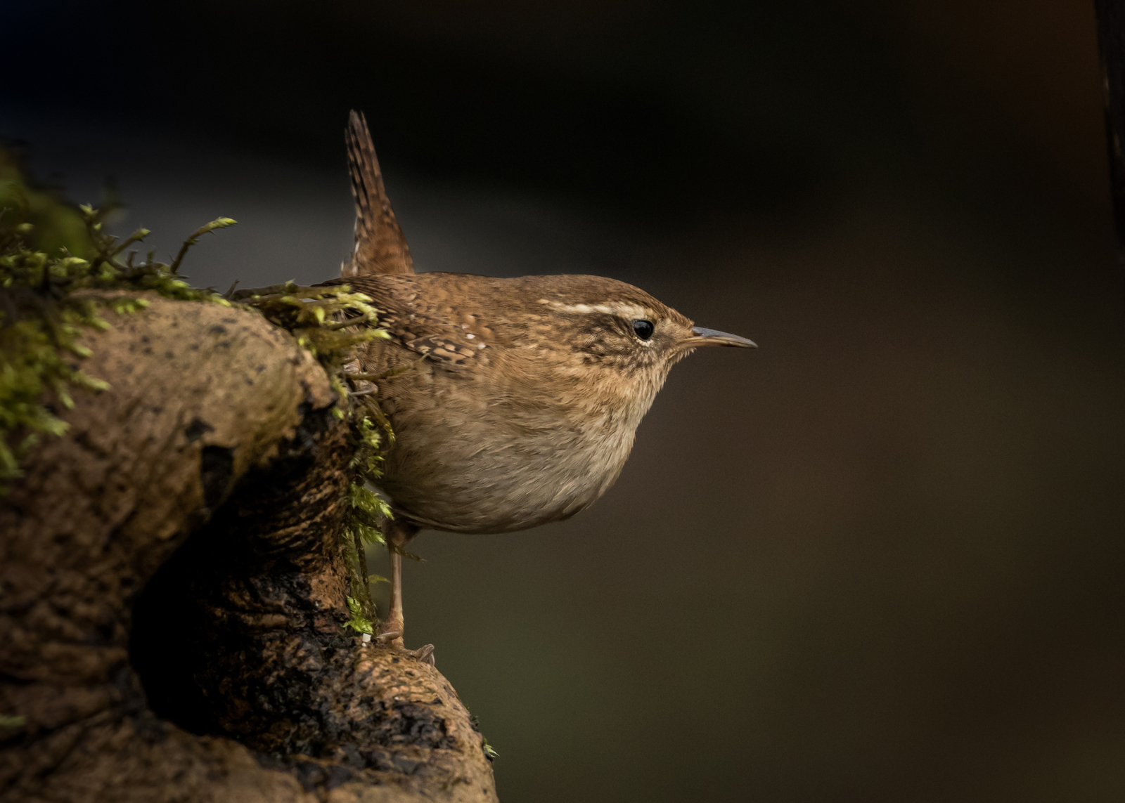 The Wren – Steve Proctor – MPAGB, BPE5, PPSA