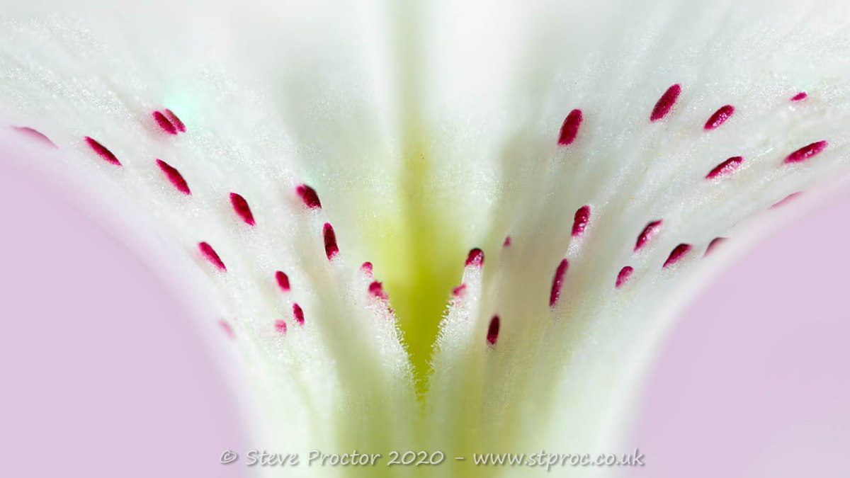 Focus Stacked Lily – Steve Proctor