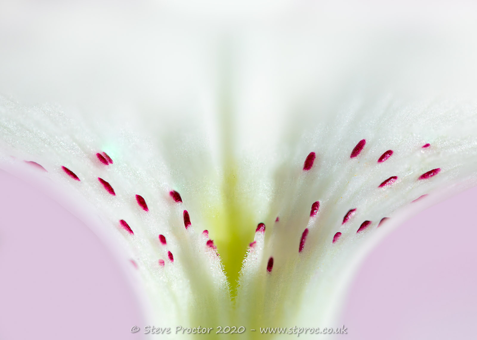 Focus Stacked Lily – Steve Proctor – MPAGB, BPE5, PPSA