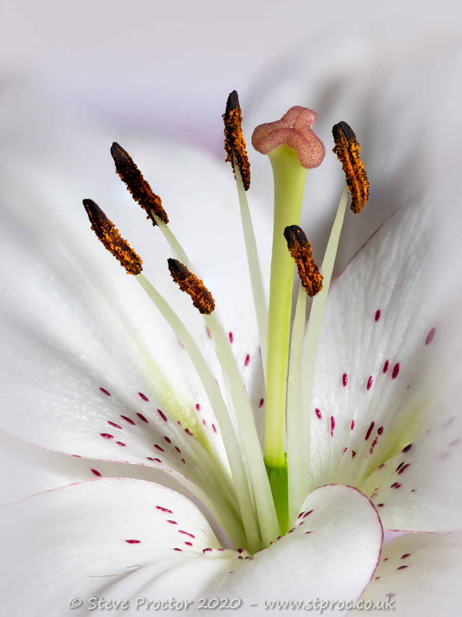 Focus Stacked Lily – Steve Proctor – MPAGB, BPE5, PPSA