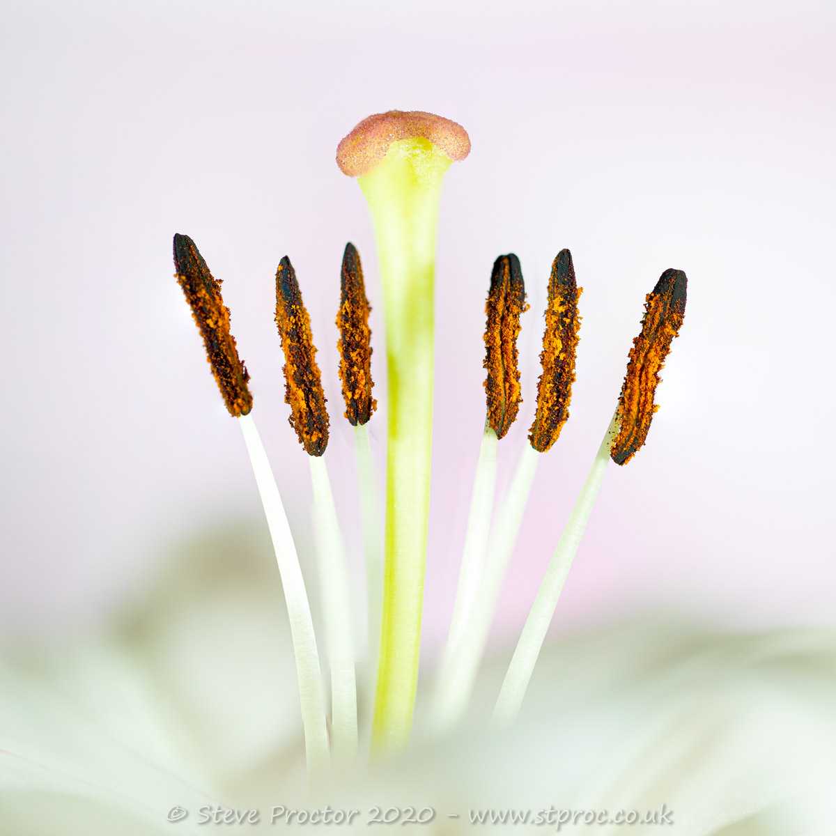 Focus Stacked Lily – Steve Proctor – MPAGB, BPE5, PPSA