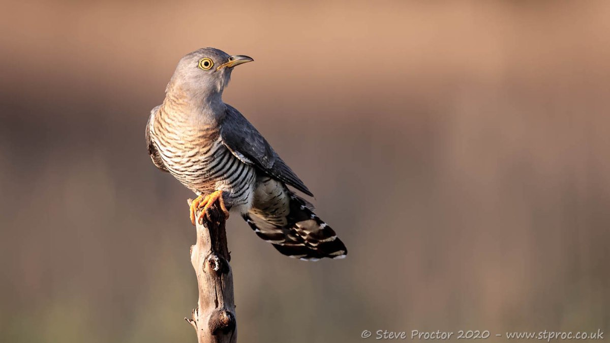 In the Company of Cuckoos – Steve Proctor