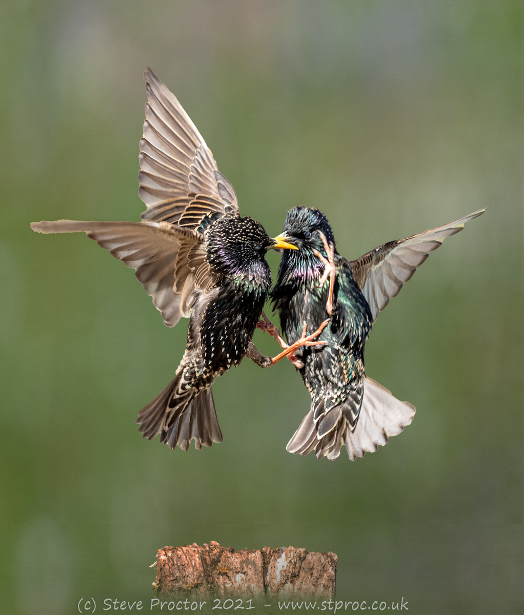 Garden Birds Project – Steve Proctor
