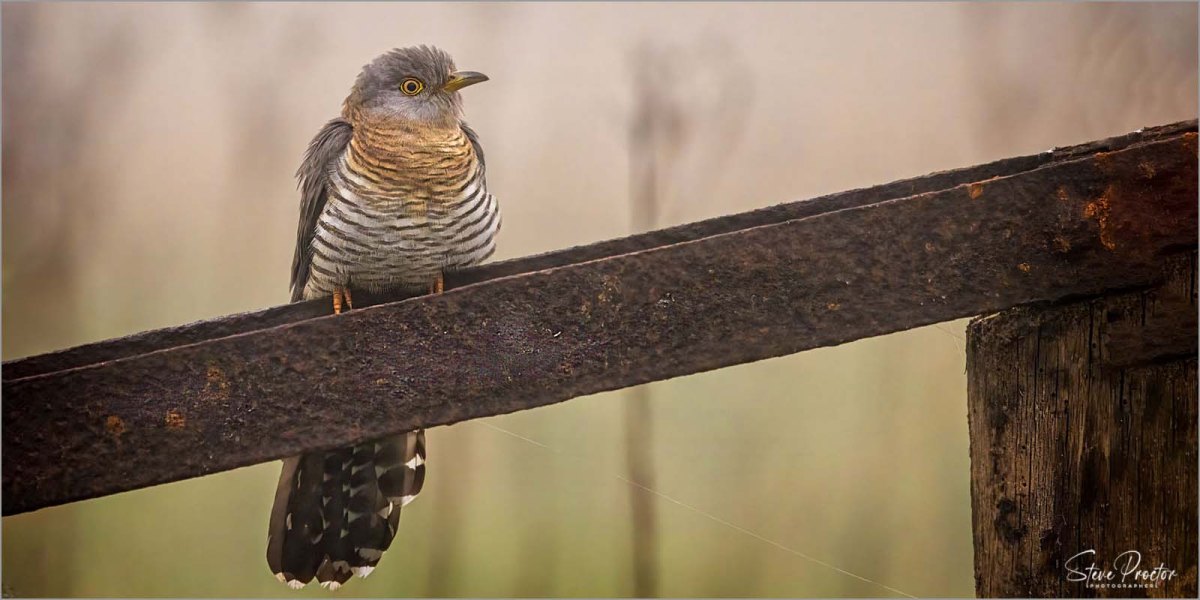 Misty Morning Mating – Steve Proctor