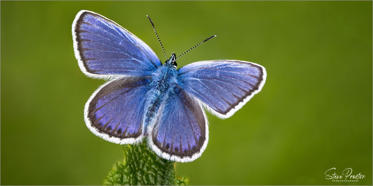 Prees Heath Blues – Steve Proctor